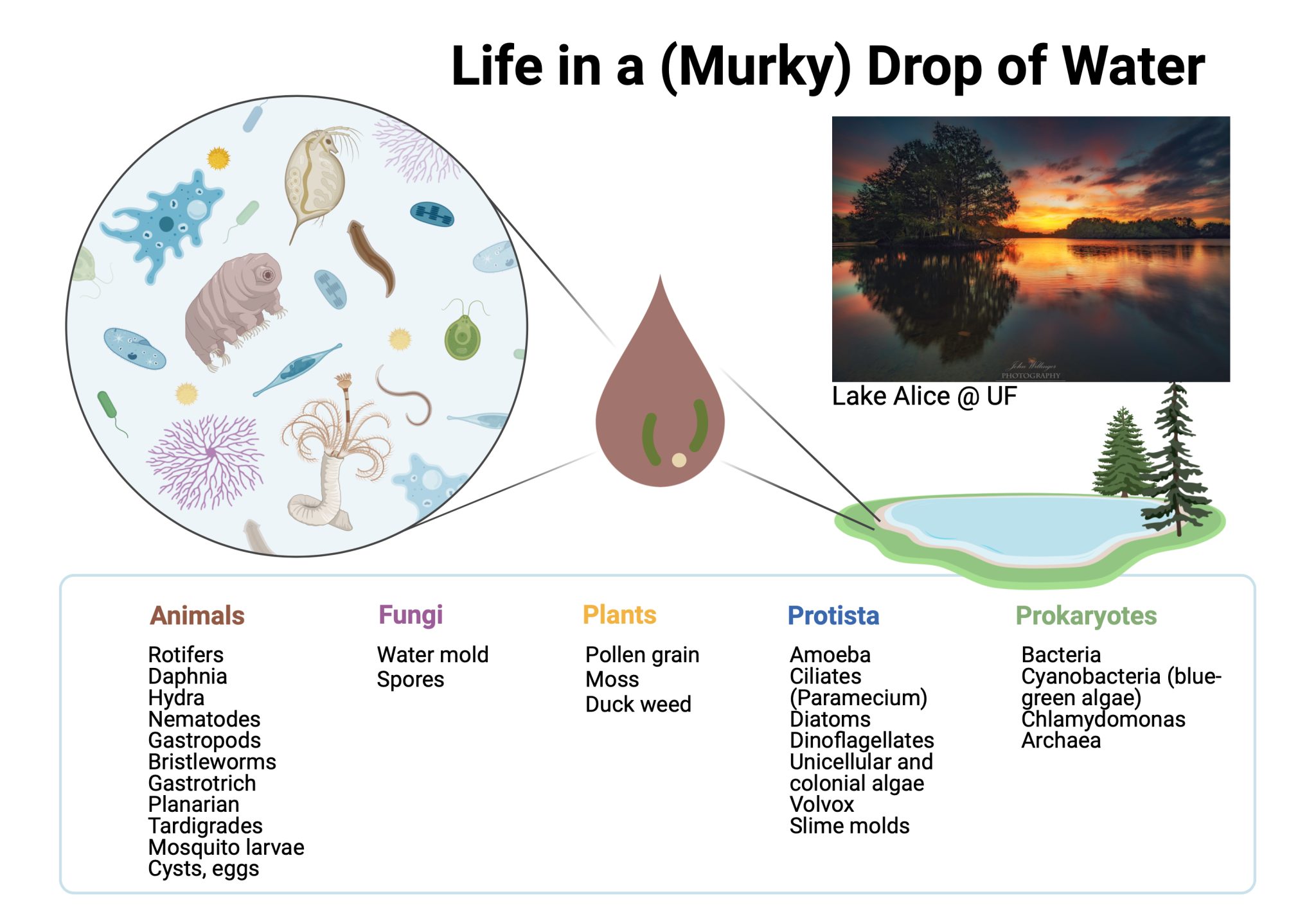 Art of Microscopy & Life in a Drop of Water – Dr. Oli’s Microbiology ...